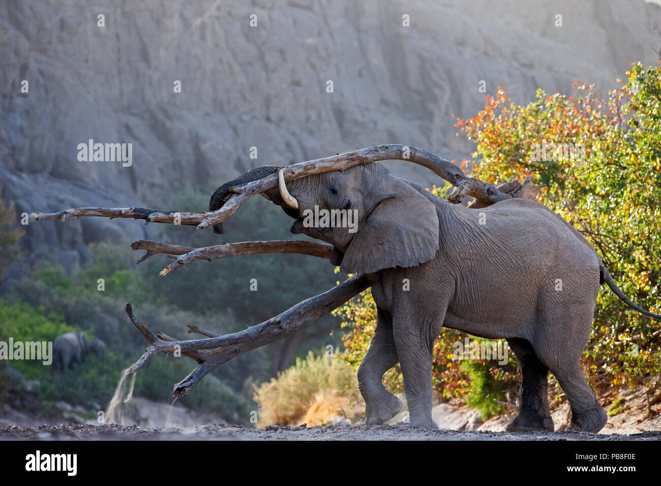 African elephant mating hi-res stock photography and images - Alamy