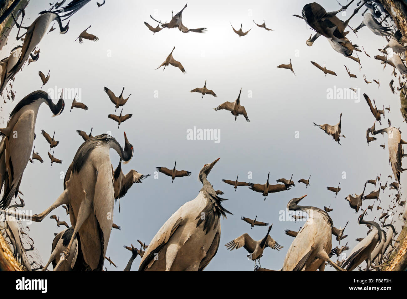 Fisheye lens animals hi-res stock photography and images - Alamy