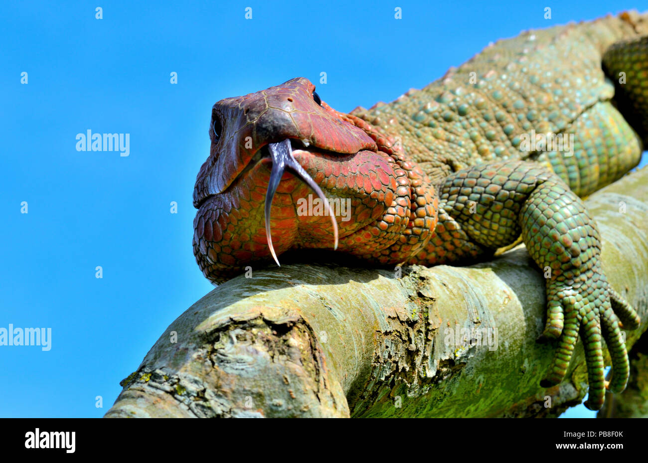 Northern caiman lizard dracaena guianensis hi-res stock photography and ...