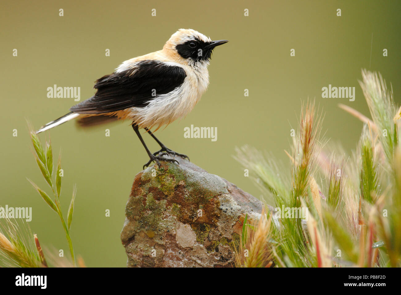 Black eared wheatear hi-res stock photography and images - Alamy