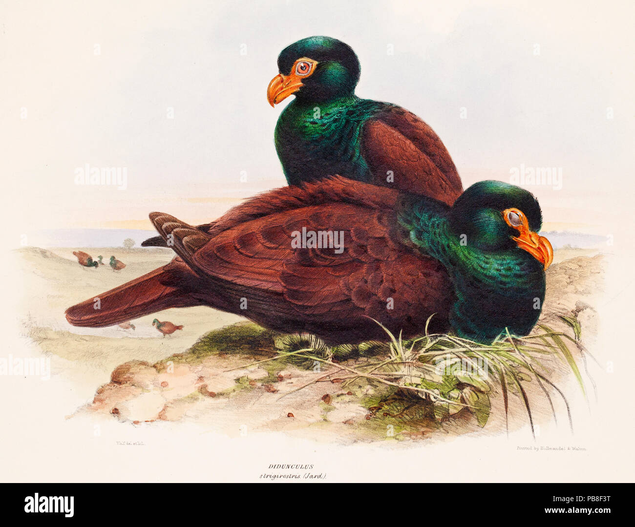 Dodo birds hi-res stock photography and images - Alamy