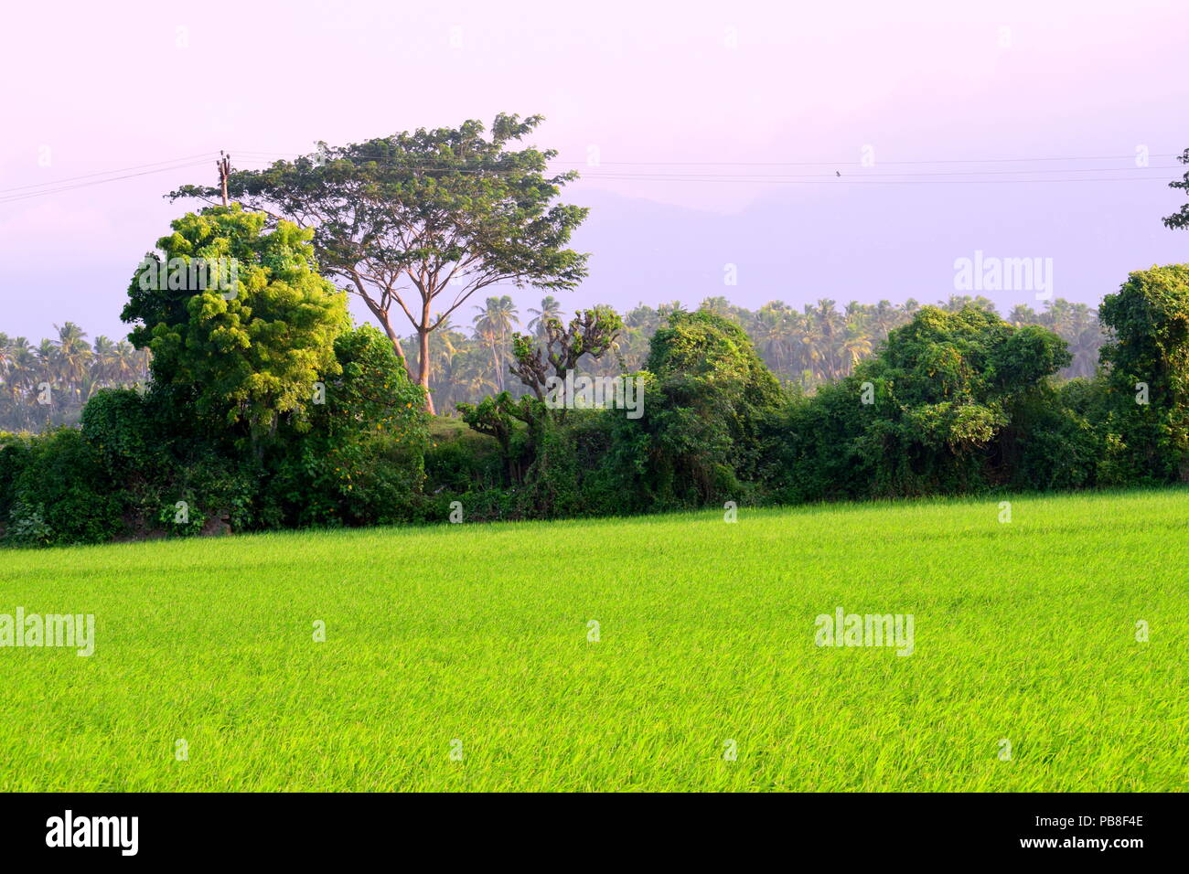 View of a beautiful trees from a green Rice field in India Stock Photo ...