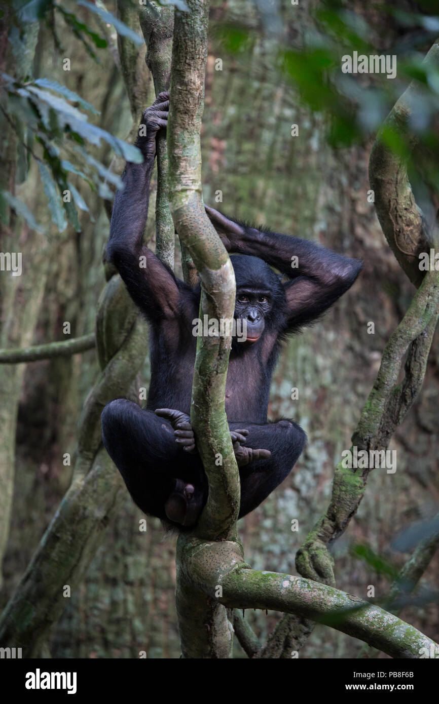 Bonobo (Pan paniscus) resting in tree, north of Bandundu Province ...