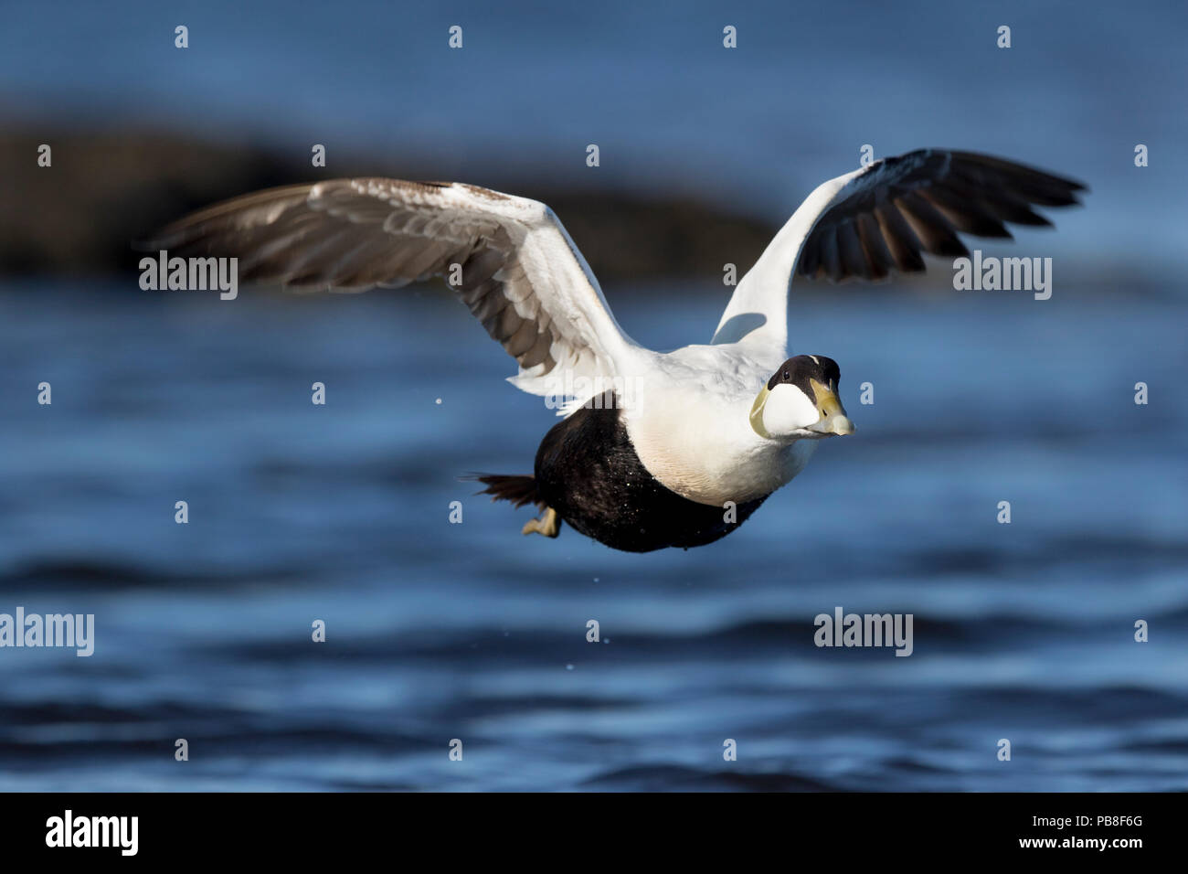 Eider duck norway common hi-res stock photography and images - Alamy