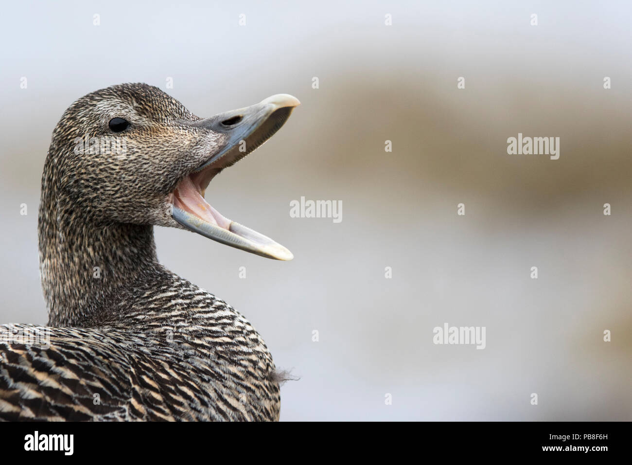 Quacking bird hi-res stock photography and images - Alamy