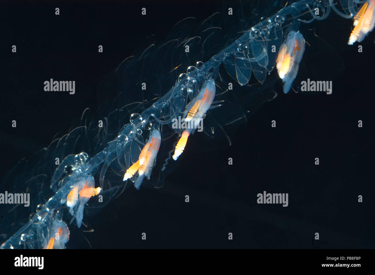 Siphonophore hi-res stock photography and images - Alamy