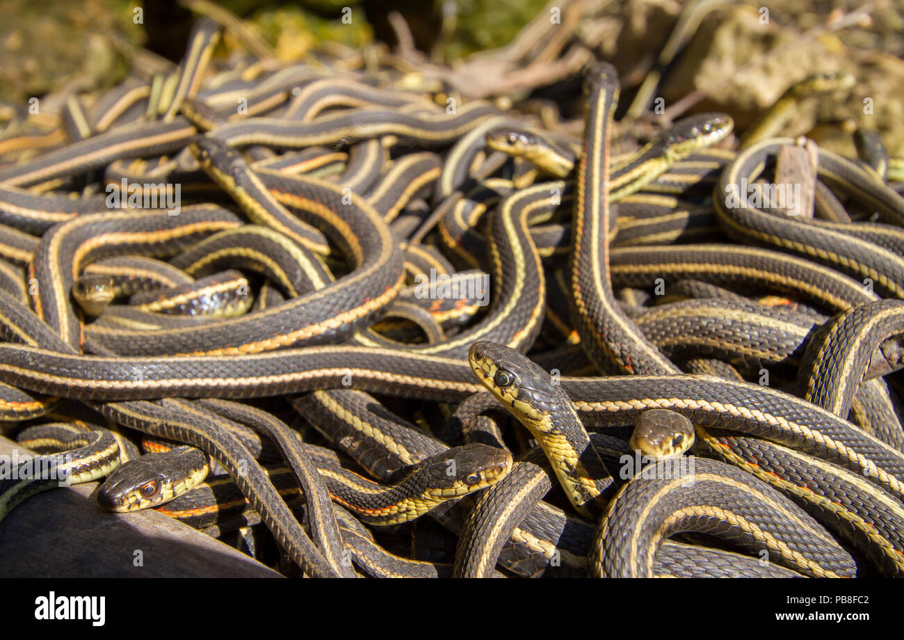 Red-side garter snakes (Thamnophis sirtalis parietalis) outside ...