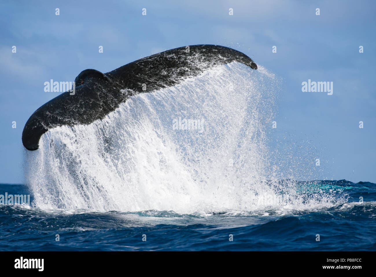 Humpback whale fluke slap hi-res stock photography and images - Alamy