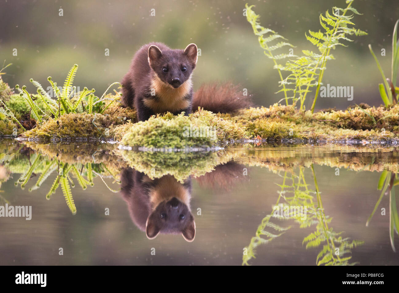 Carnivore insects hi-res stock photography and images - Alamy