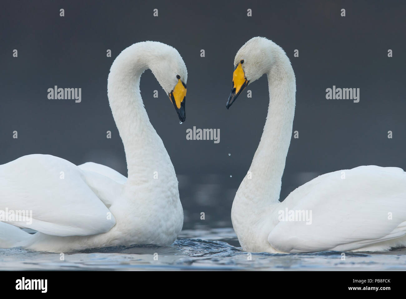 Water fowl cairngorms hi-res stock photography and images - Alamy
