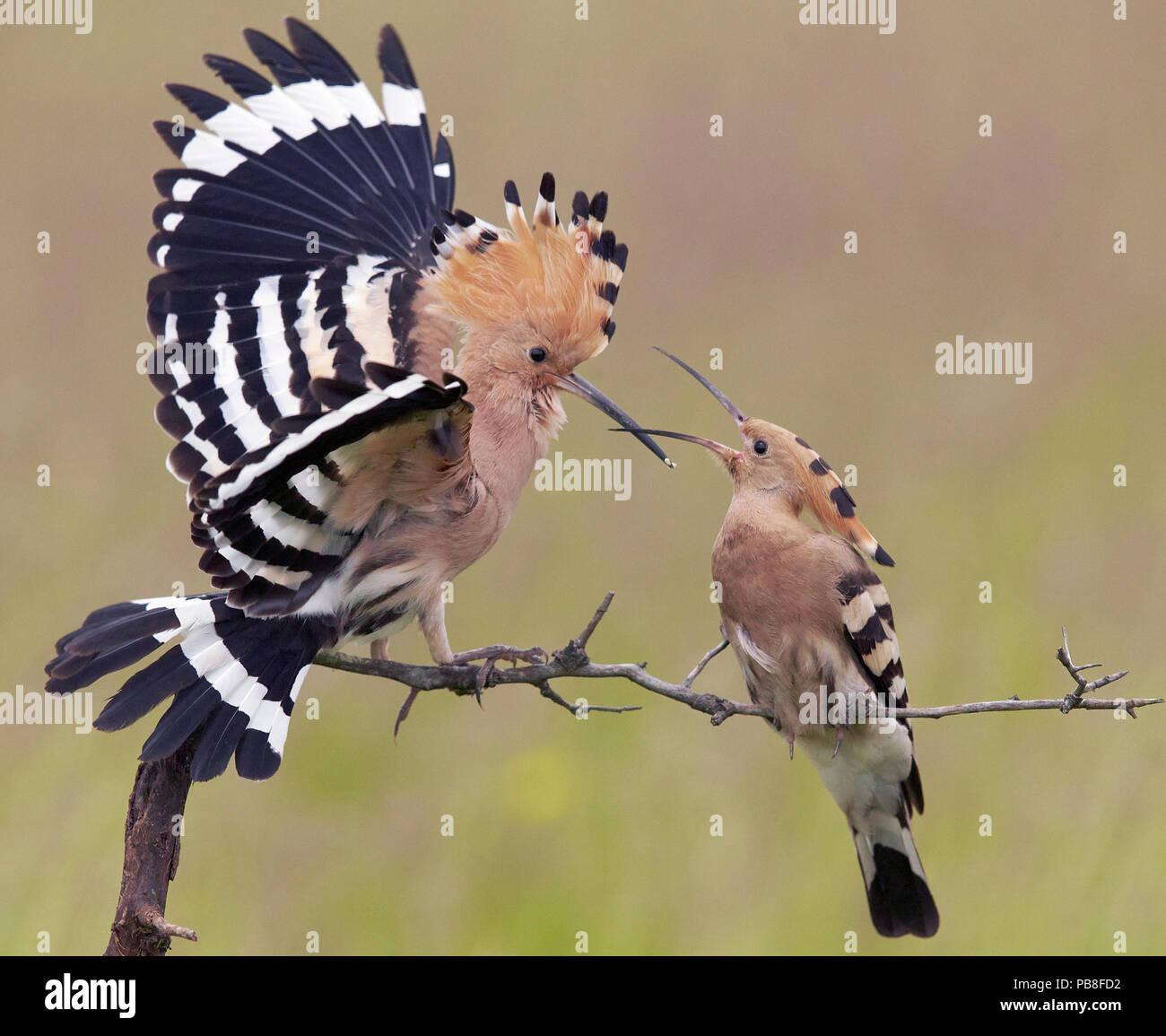 Hoopoe (Upupa epops) male giving mating gift to female, Hungary May ...