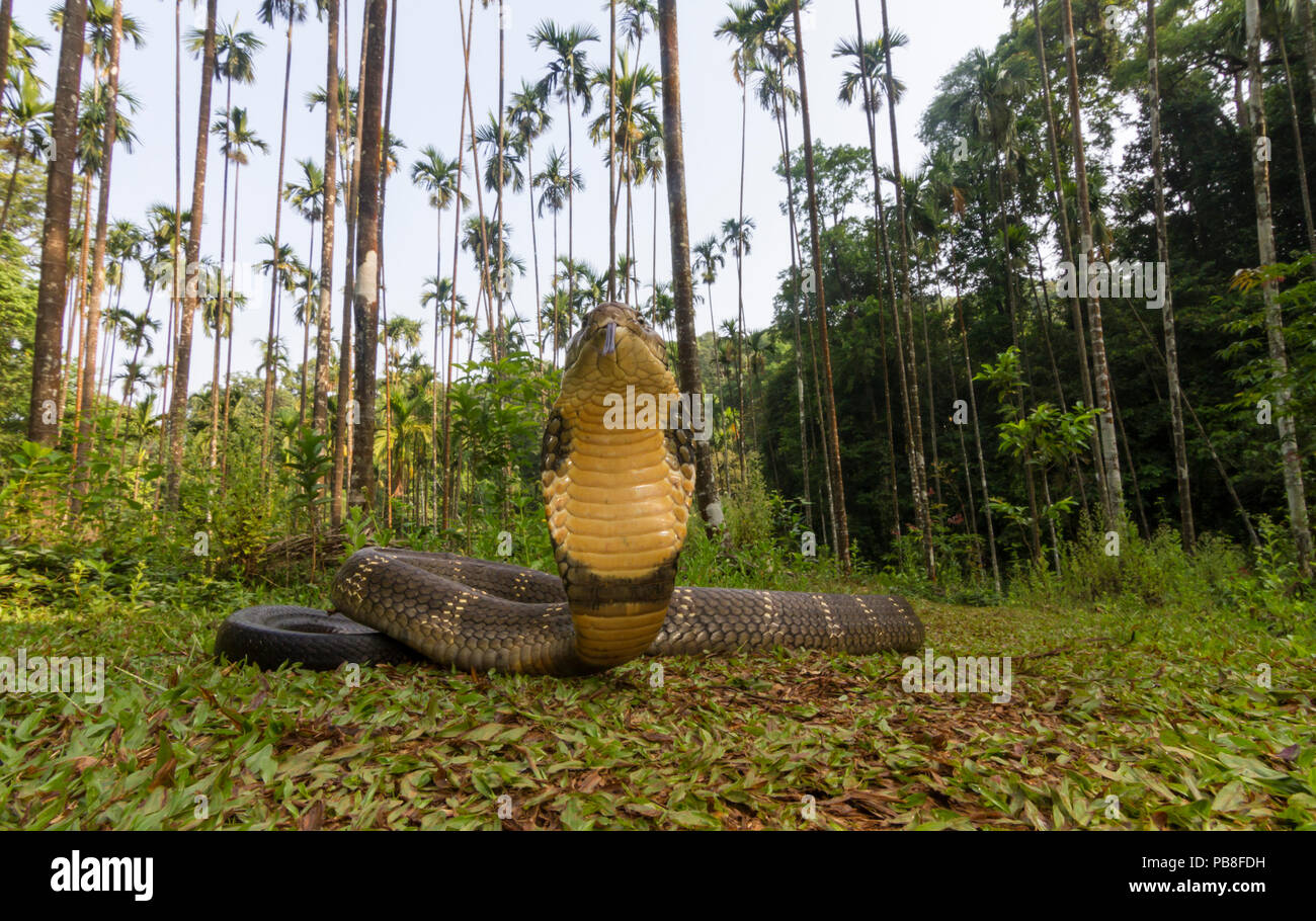 King cobra (Ophiophagus hannah), low wide angle perspective Agumbe ...