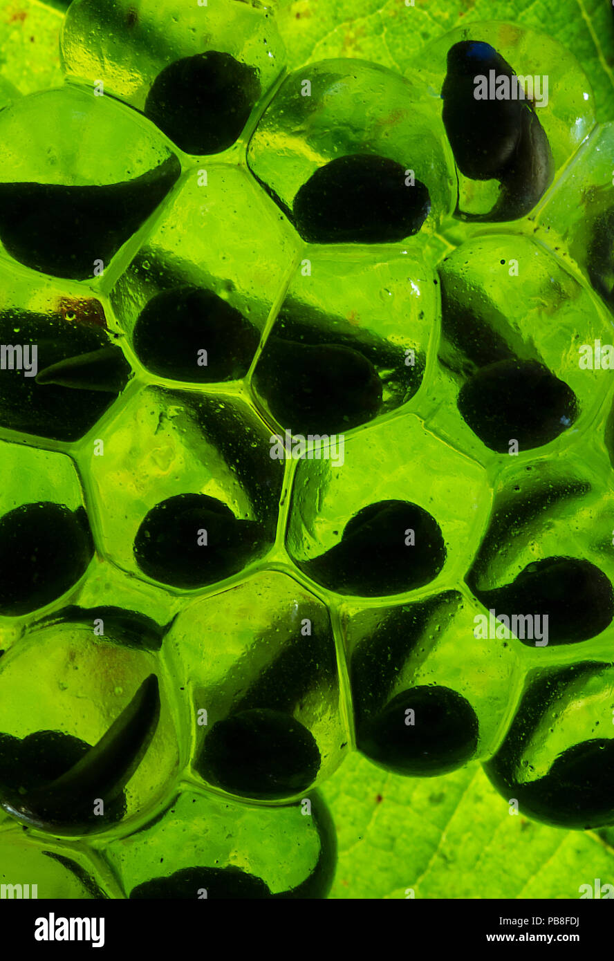 Frog tadpole egg hi-res stock photography and images - Alamy