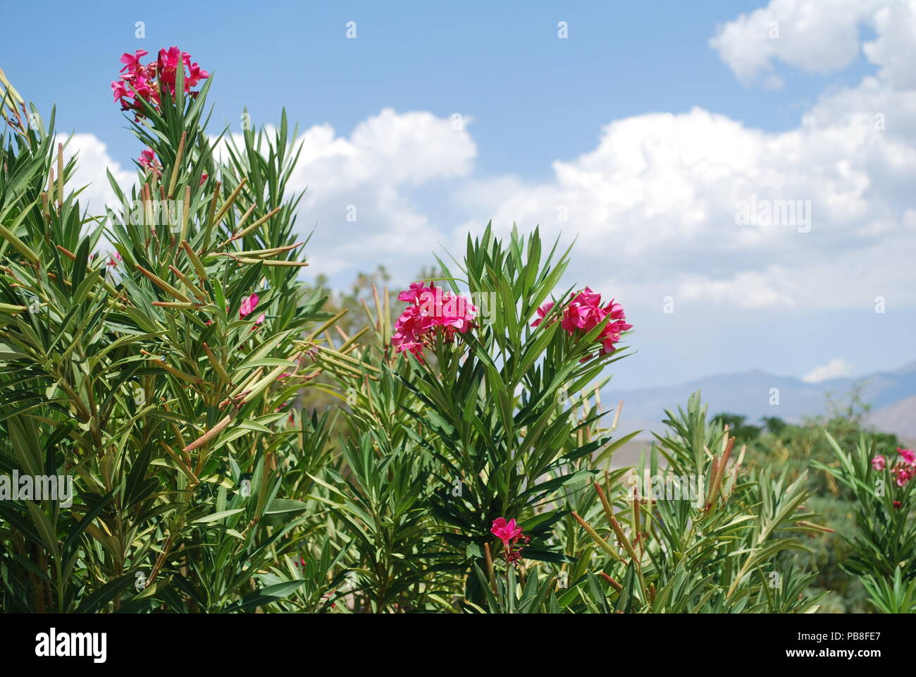 Flowering in desert hi-res stock photography and images - Alamy