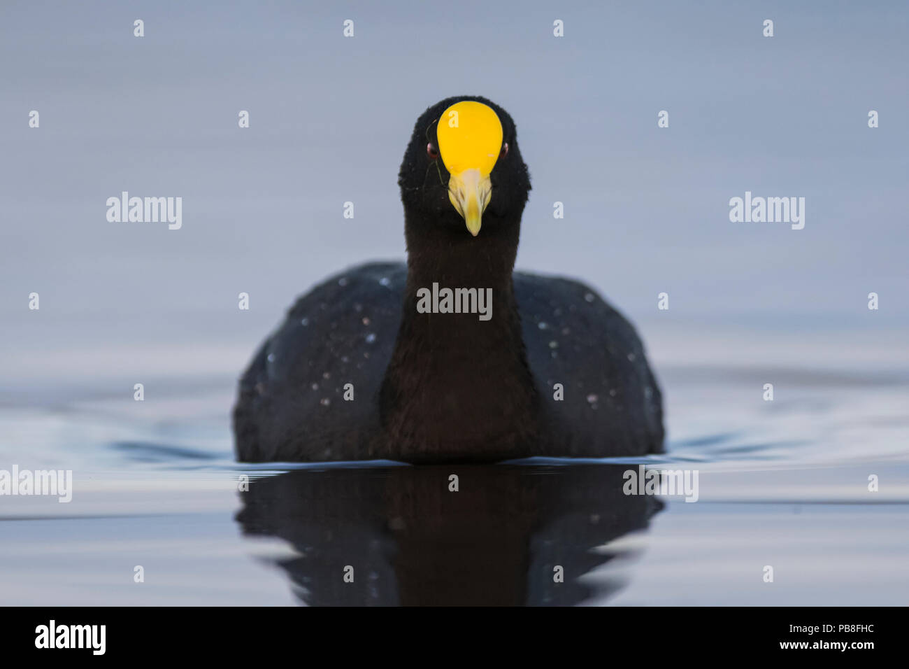 White-winged coot, (Fulica Leucoptera) on water, La Pampa , Argentina ...