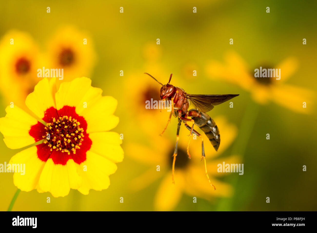Metrius paper wasp hi-res stock photography and images - Alamy