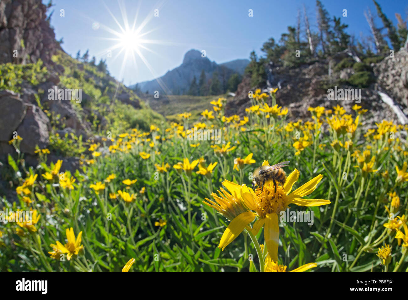 Central bumble bee (Bombus centralis) pollinating wildflowers in the ...