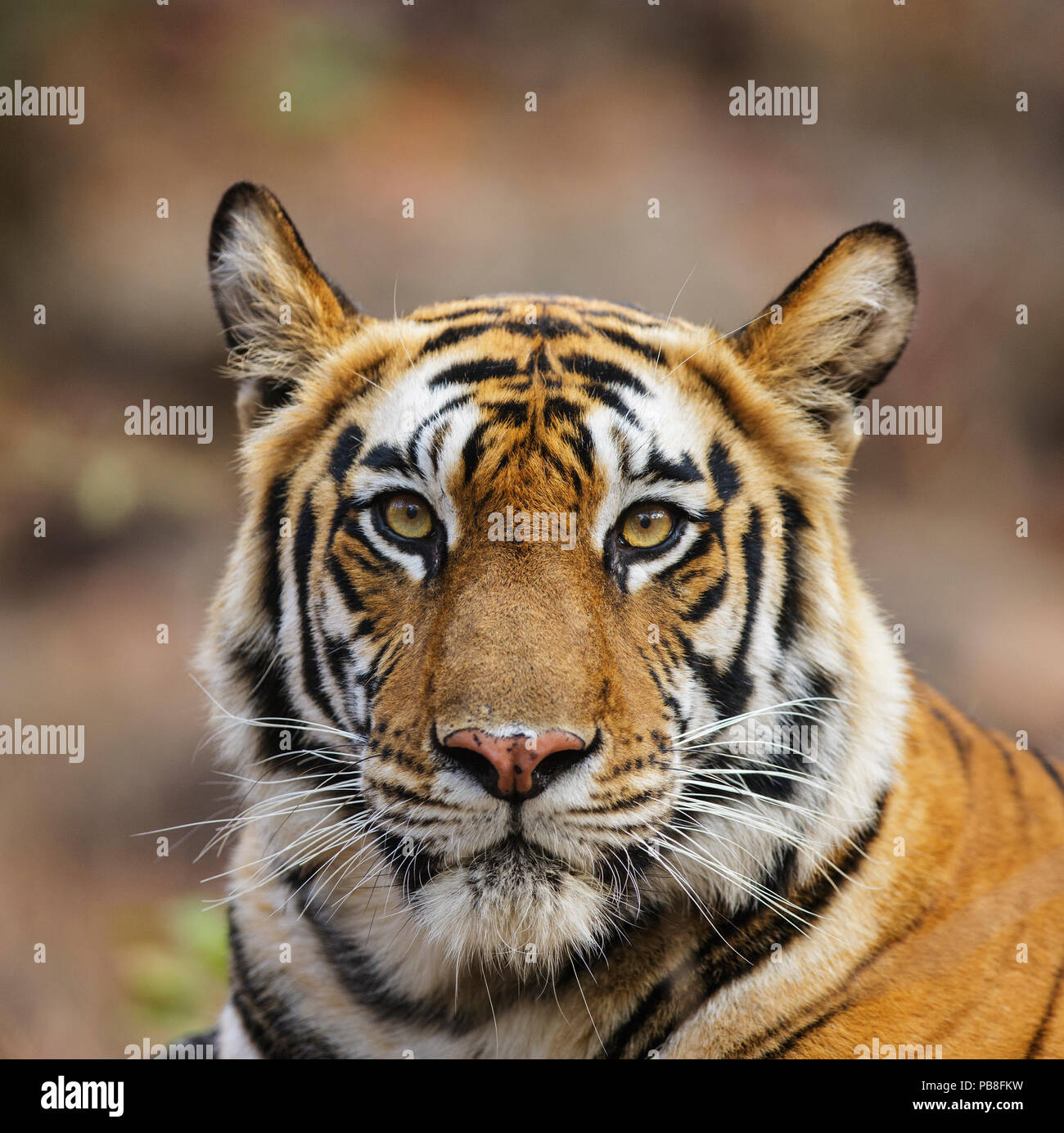 Bengal tiger (Panthera tigris tigris) female head portrait, Bandhavgarh ...