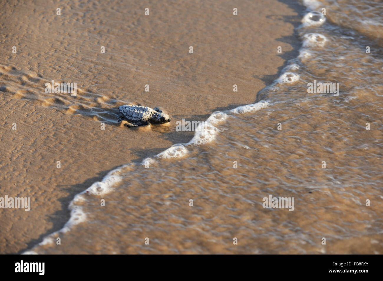 Atlantic ridley sea turtles hi-res stock photography and images - Alamy