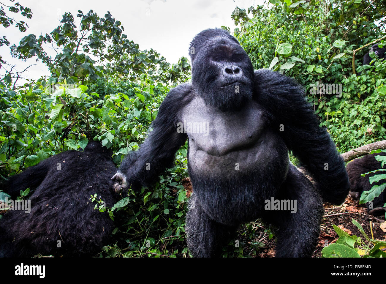 Mountain gorilla (Gorilla gorilla beringei) dominant silverback ...