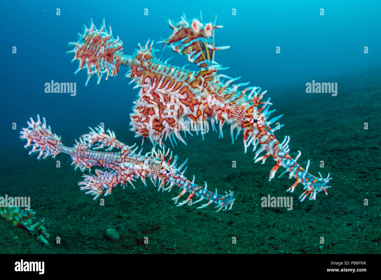 Ghost Pipefish