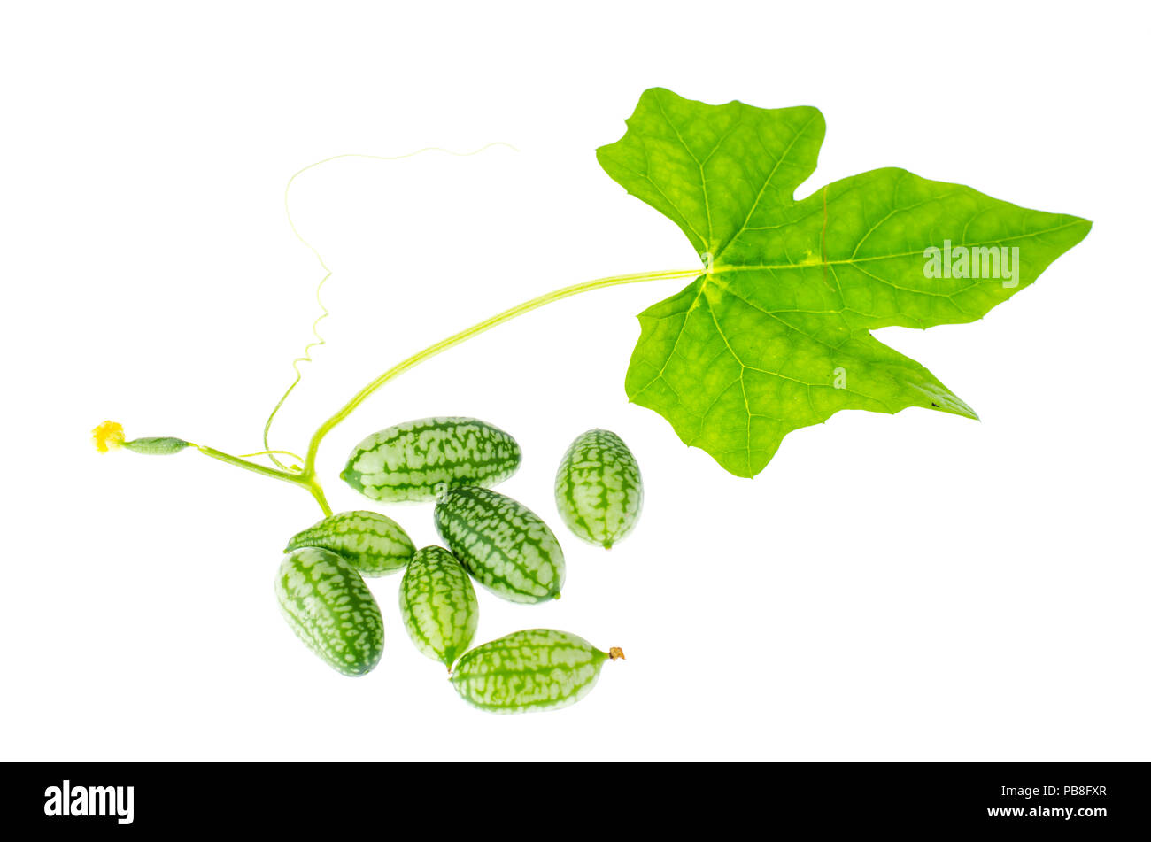 Melothria scabra, mouse melon sweet delicious vegetable, mexican fruit ...