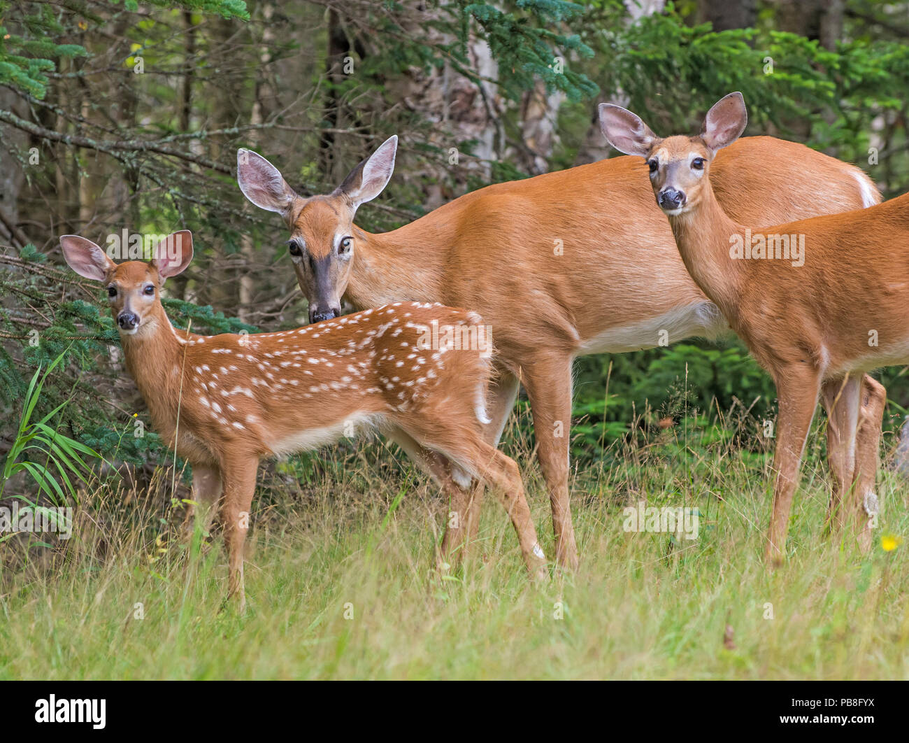 White tailed Deer (Odocoileus virginianus) two adults with fawn, Acadia ...
