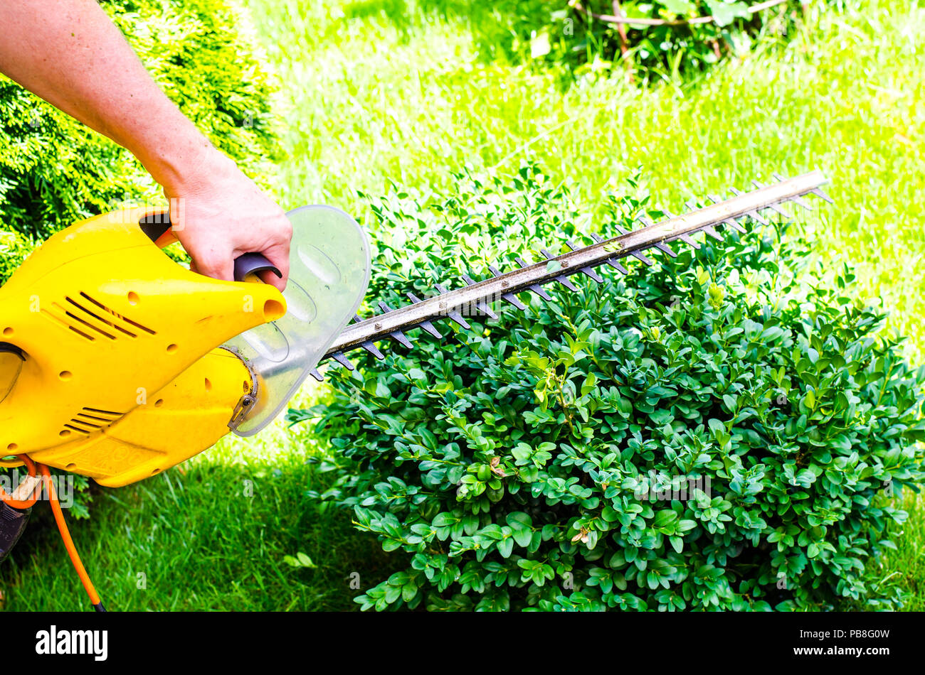 Cutting box hedge hi-res stock photography and images - Alamy
