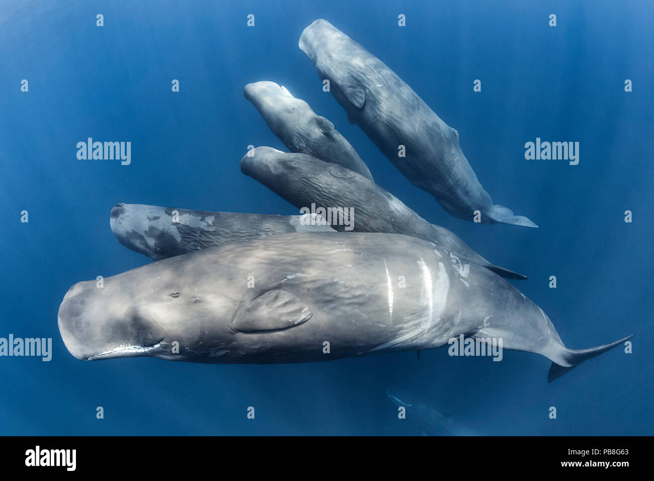 Spermacet whale hi-res stock photography and images - Alamy