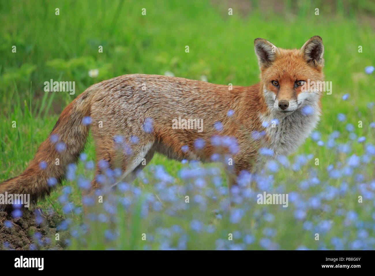 Urban wildlife cardiff hi-res stock photography and images - Alamy