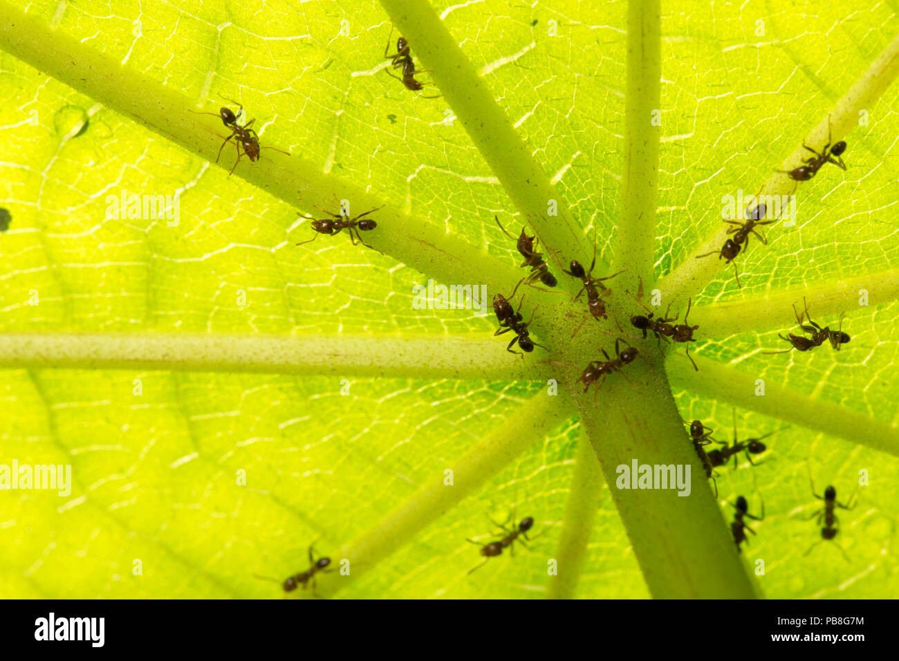 Insect insects wildlife panama hi-res stock photography and images - Alamy