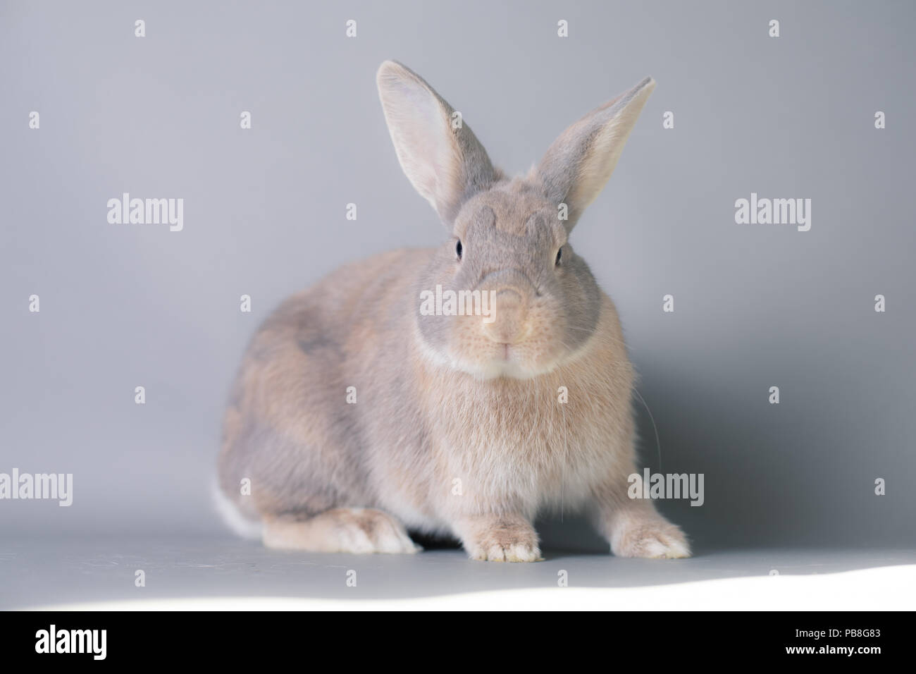 Gorgeous fluffy baby rabbit bunny with huge ears on a seamless gray ...