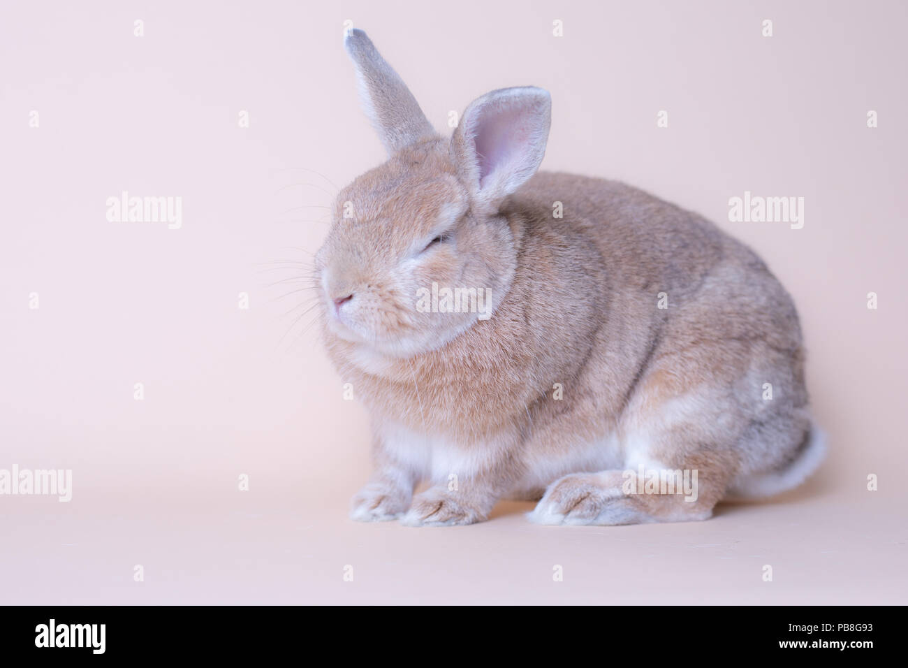 Funny hilarious baby rabbit sitting on a solid pink background, large ...