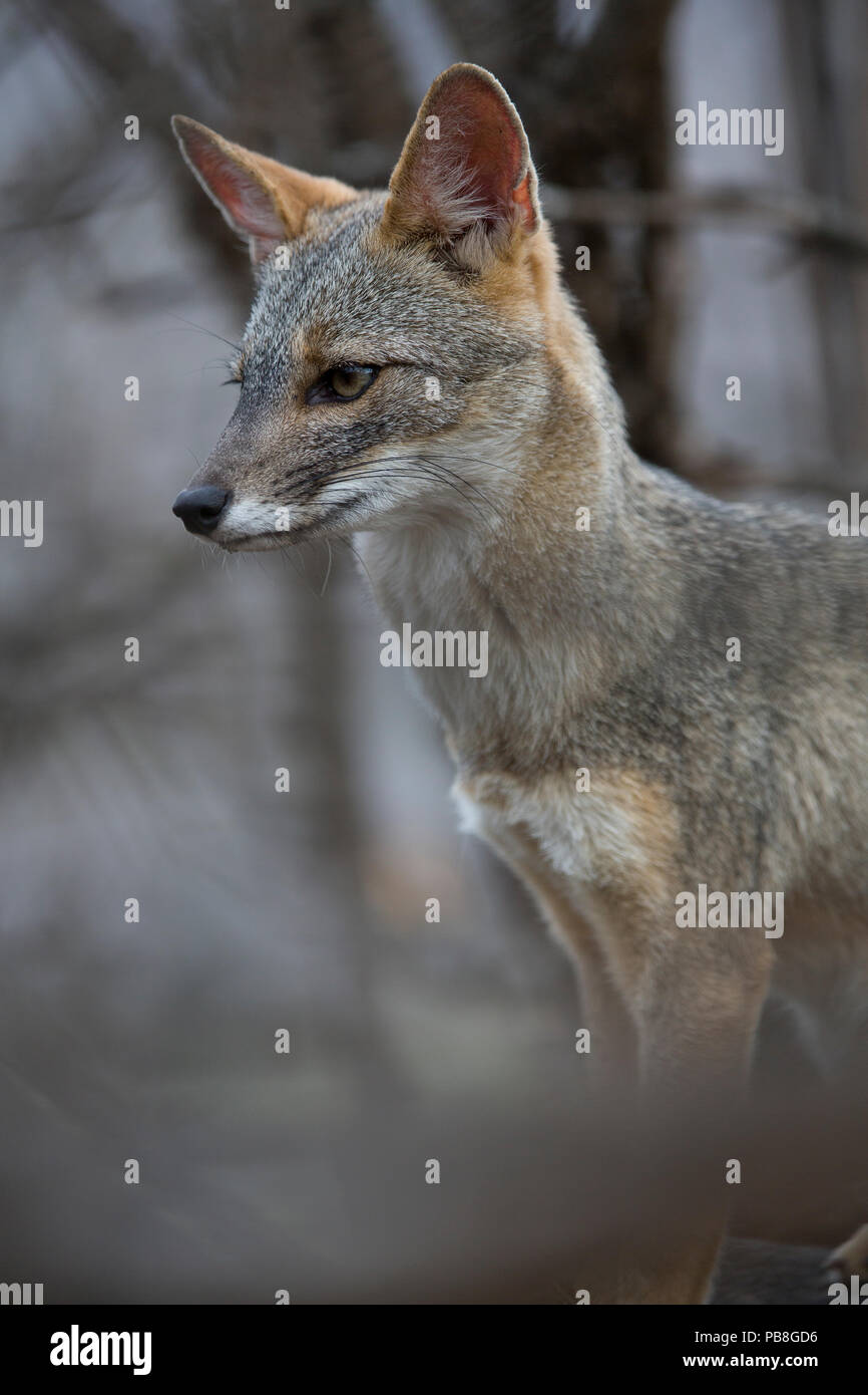 Peru sechura fox hi-res stock photography and images - Alamy