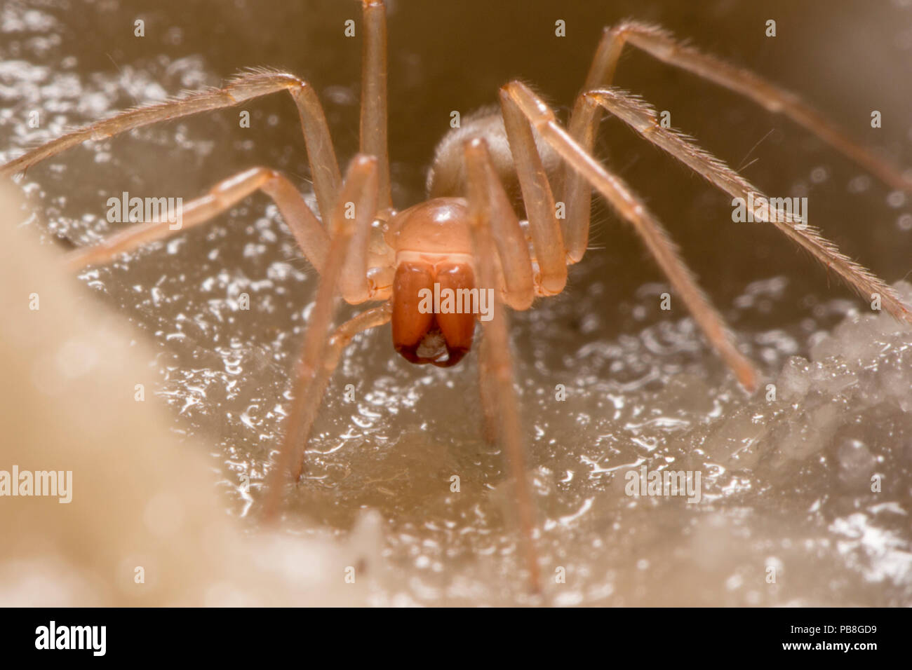 Cave adapted animals hi-res stock photography and images - Alamy