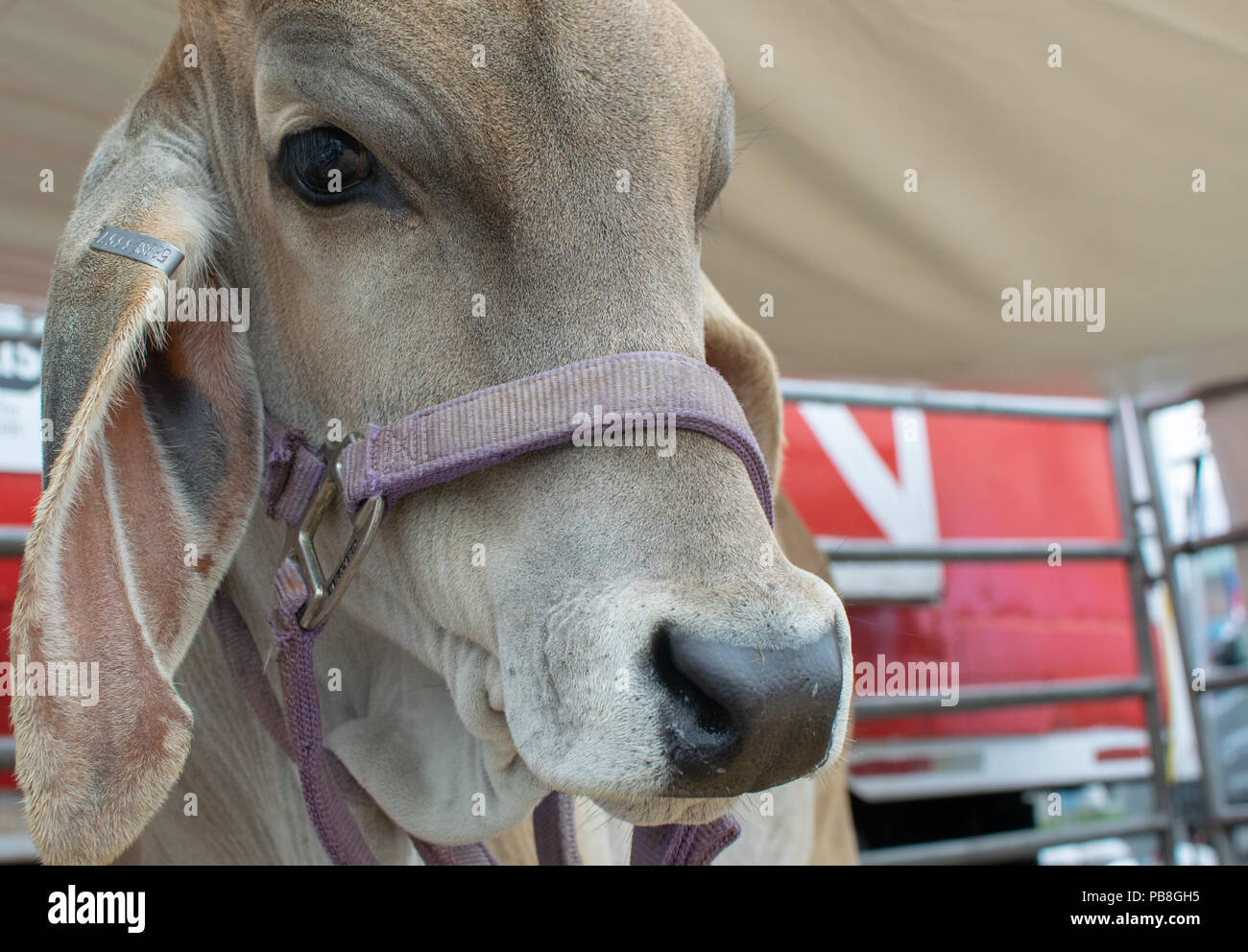 Cow with a harness Stock Photo - Alamy