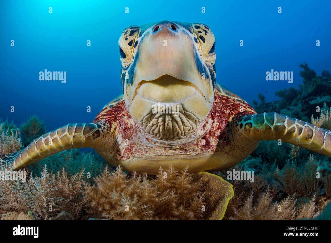 Green sea turtle (Chelonia mydas) female resting on a coral reef. Rock ...