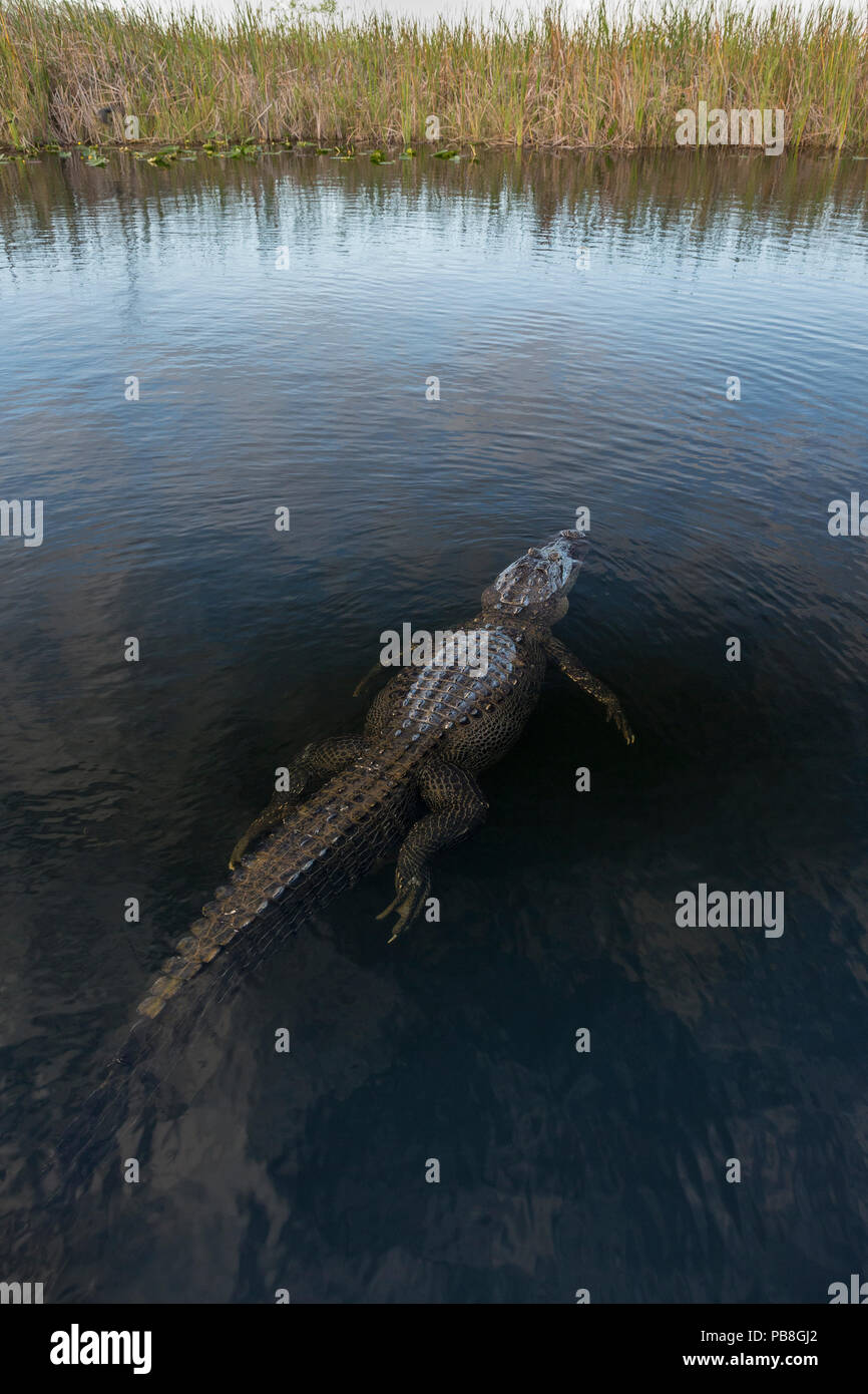 American alligator (Alligator mississippiensis) in water, high angle ...