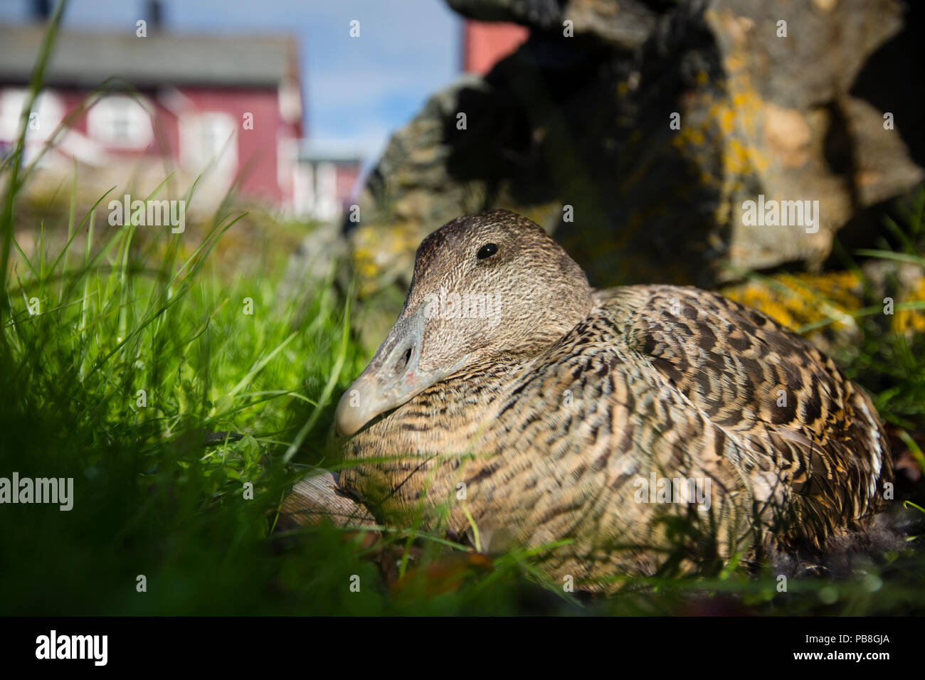 Female eider duck nest vega hi-res stock photography and images - Alamy