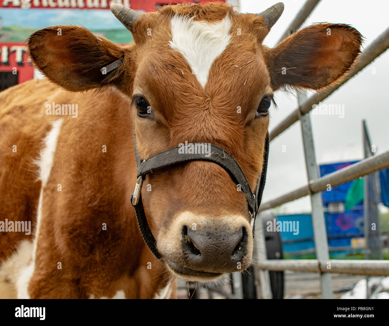Cow harness hi-res stock photography and images - Alamy