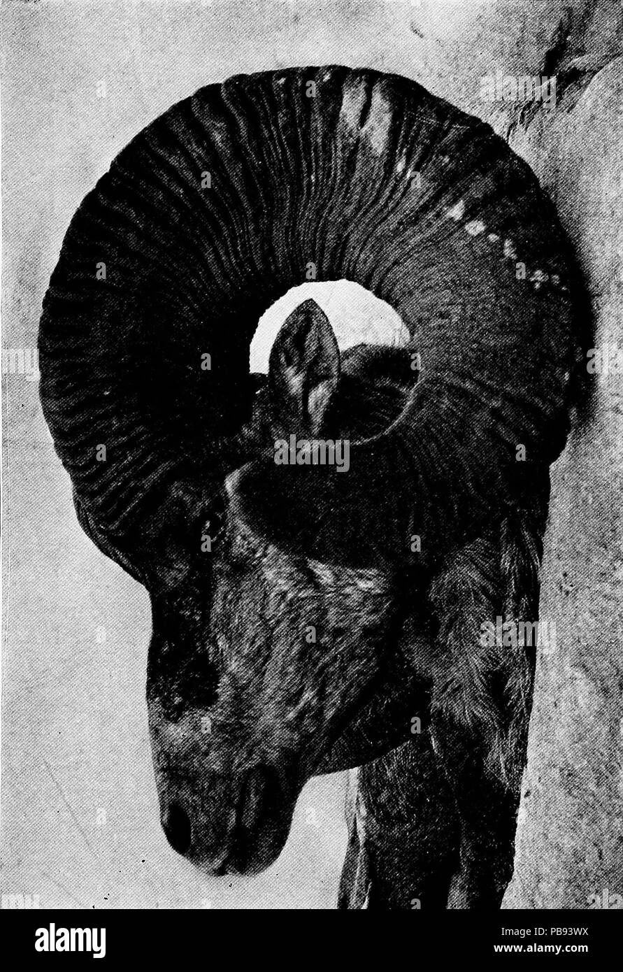 Head ram hi-res stock photography and images - Alamy