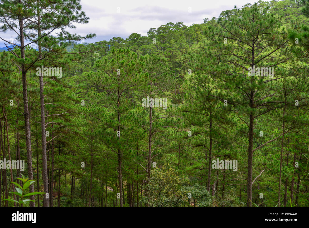 Coniferous forest in vietnam hi-res stock photography and images - Alamy