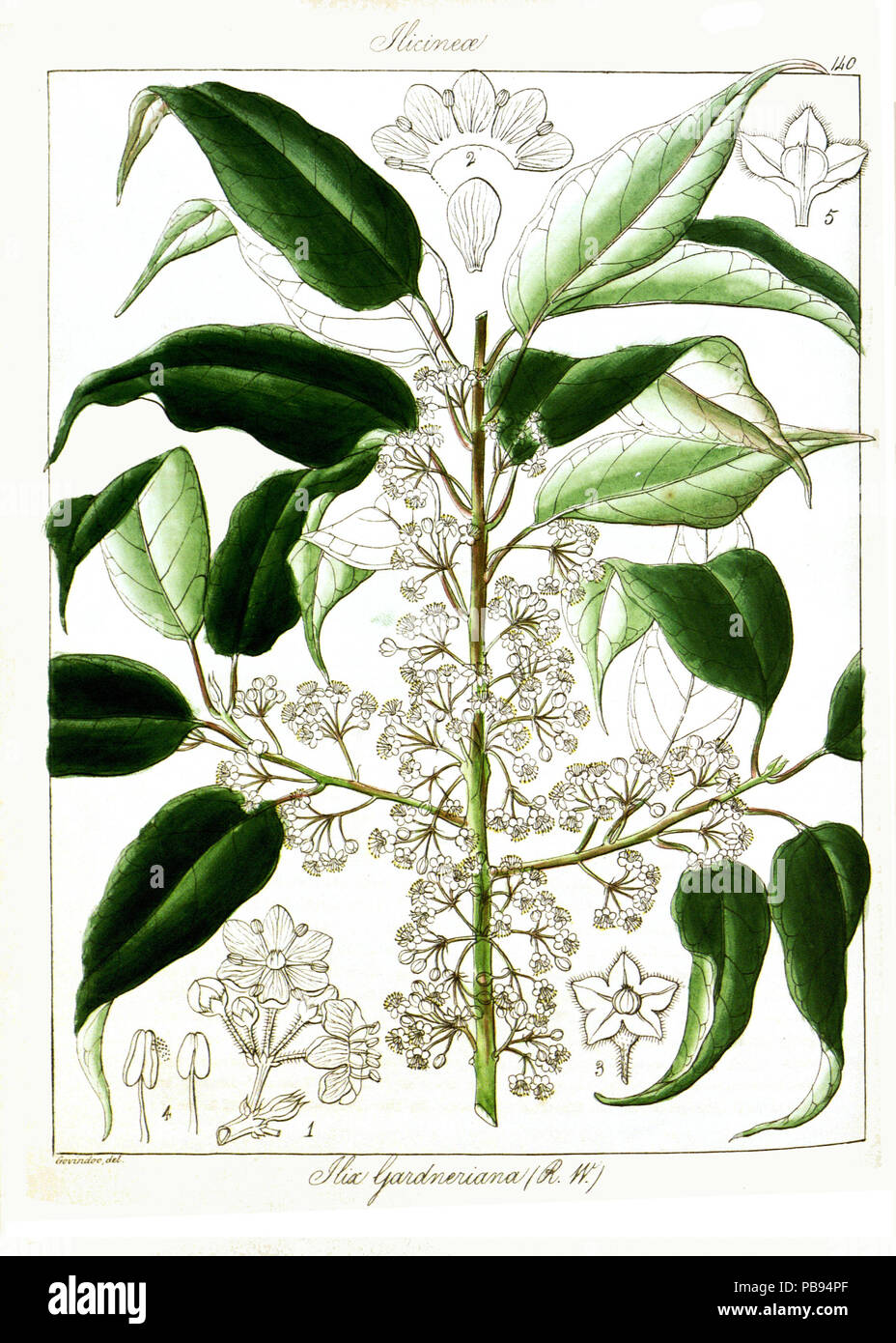 Ilex species hi-res stock photography and images - Alamy