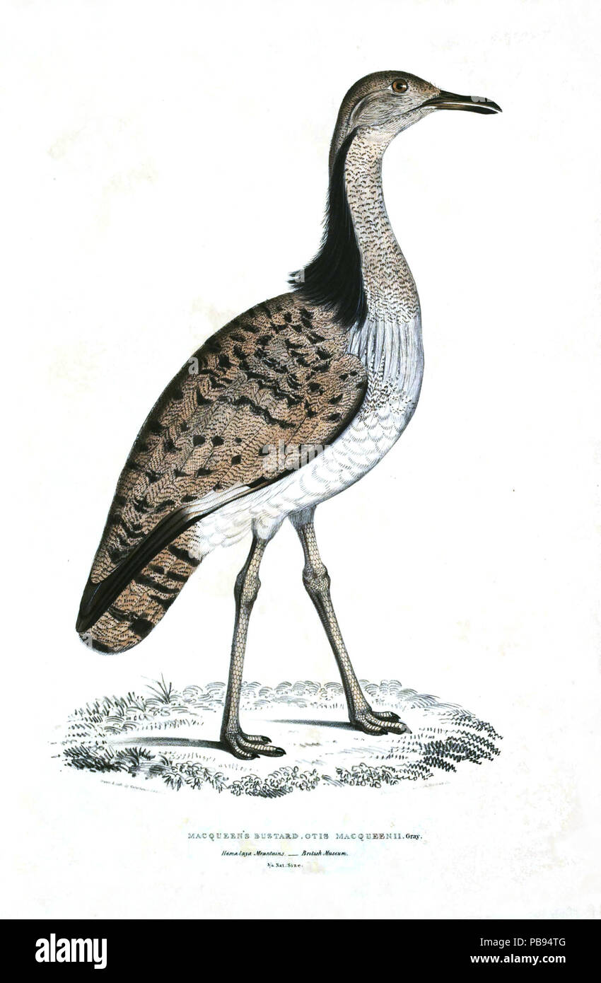 Otis macqueenii hi-res stock photography and images - Alamy