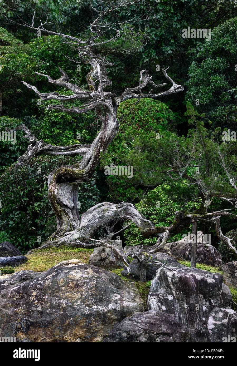 Old knobbly tree hi-res stock photography and images - Alamy