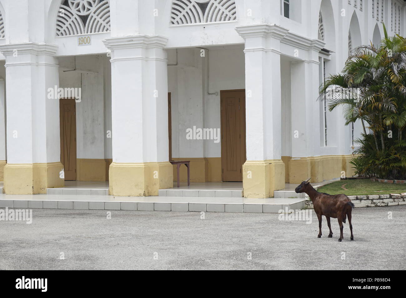 goat outside a church Stock Photo - Alamy