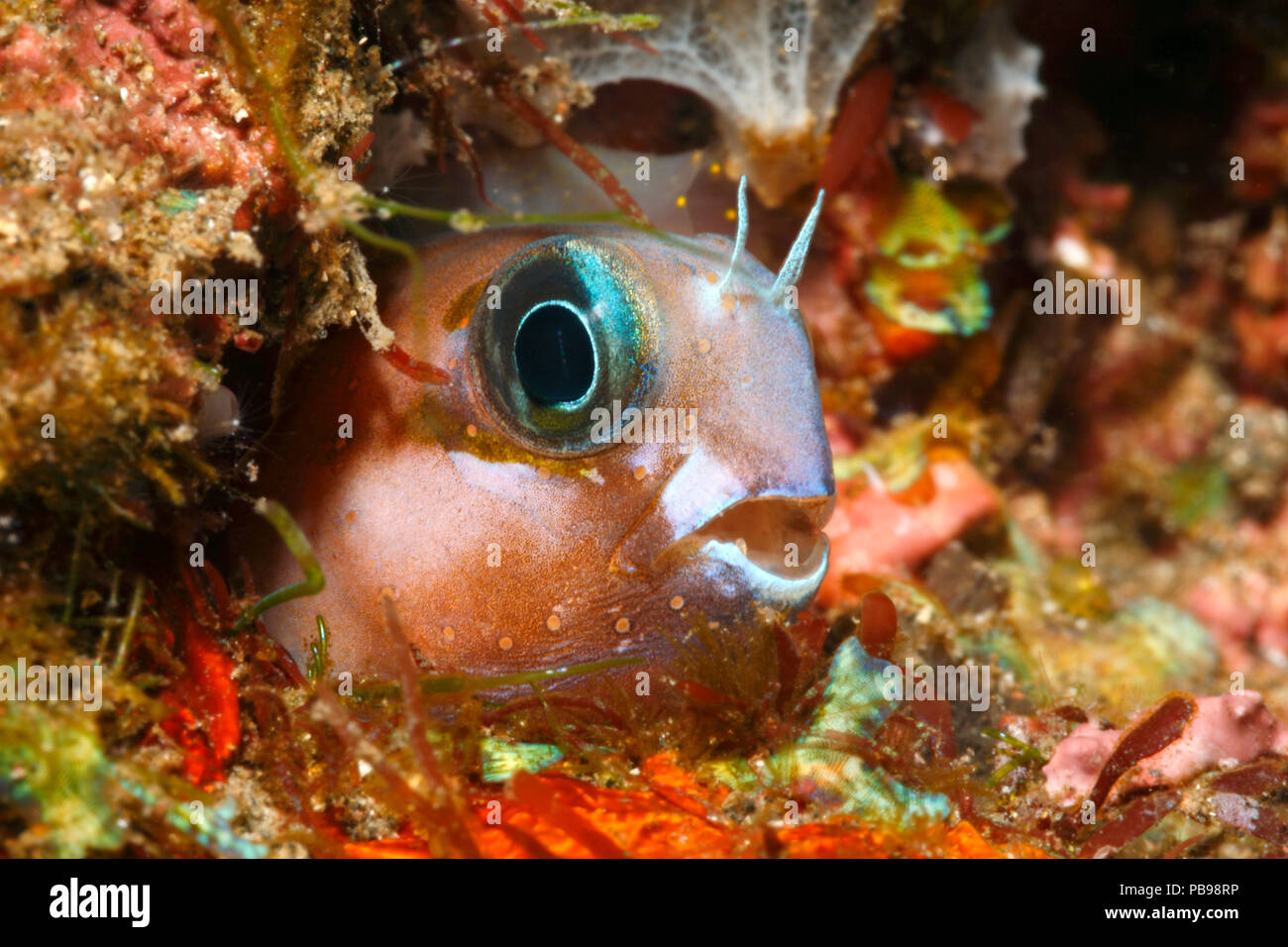 Midas Blenny, Golden Blenny or Lyretail Blenny, Ecsenius midas, peering ...