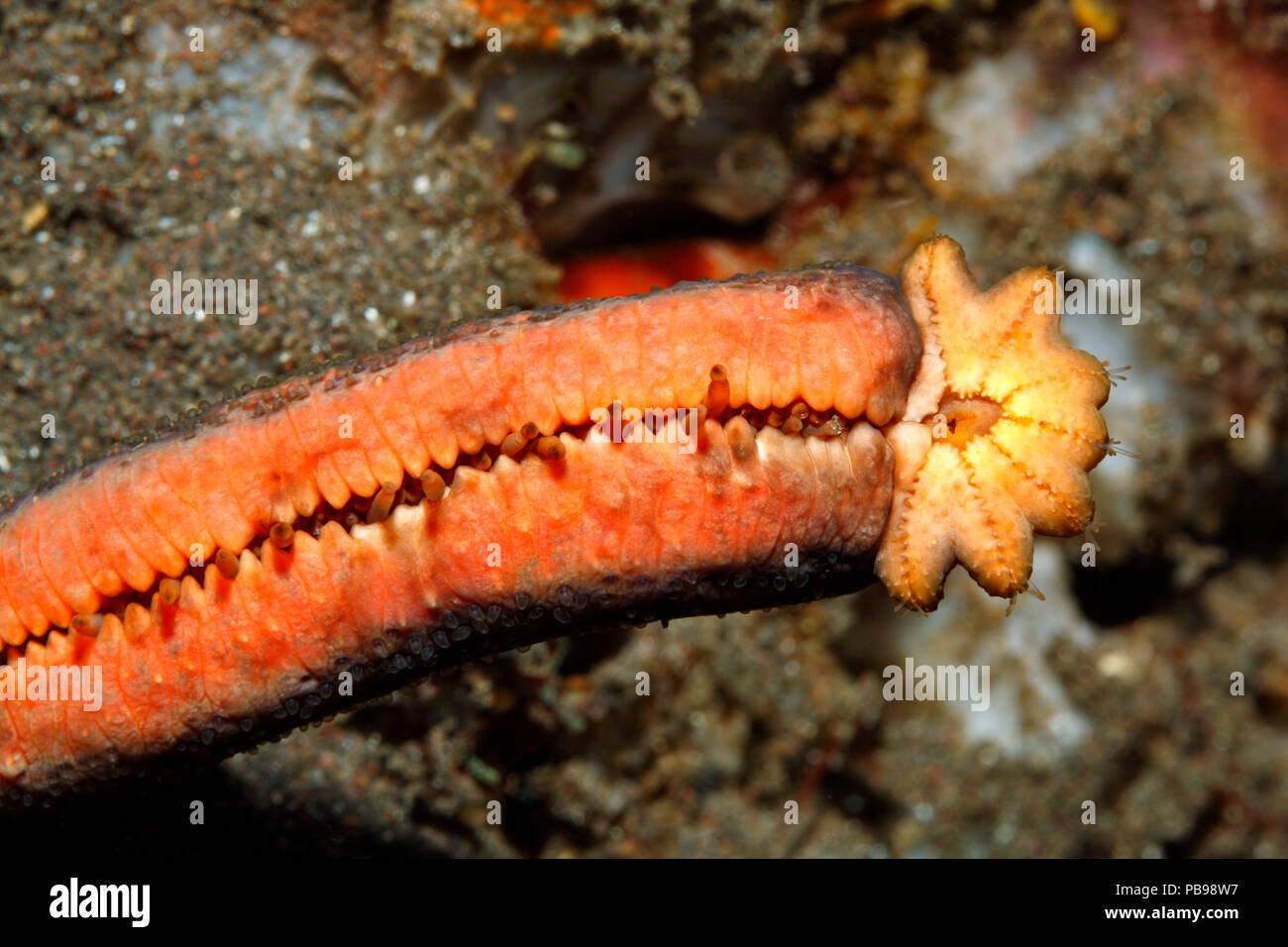 Starfish regeneration arms hi-res stock photography and images - Alamy