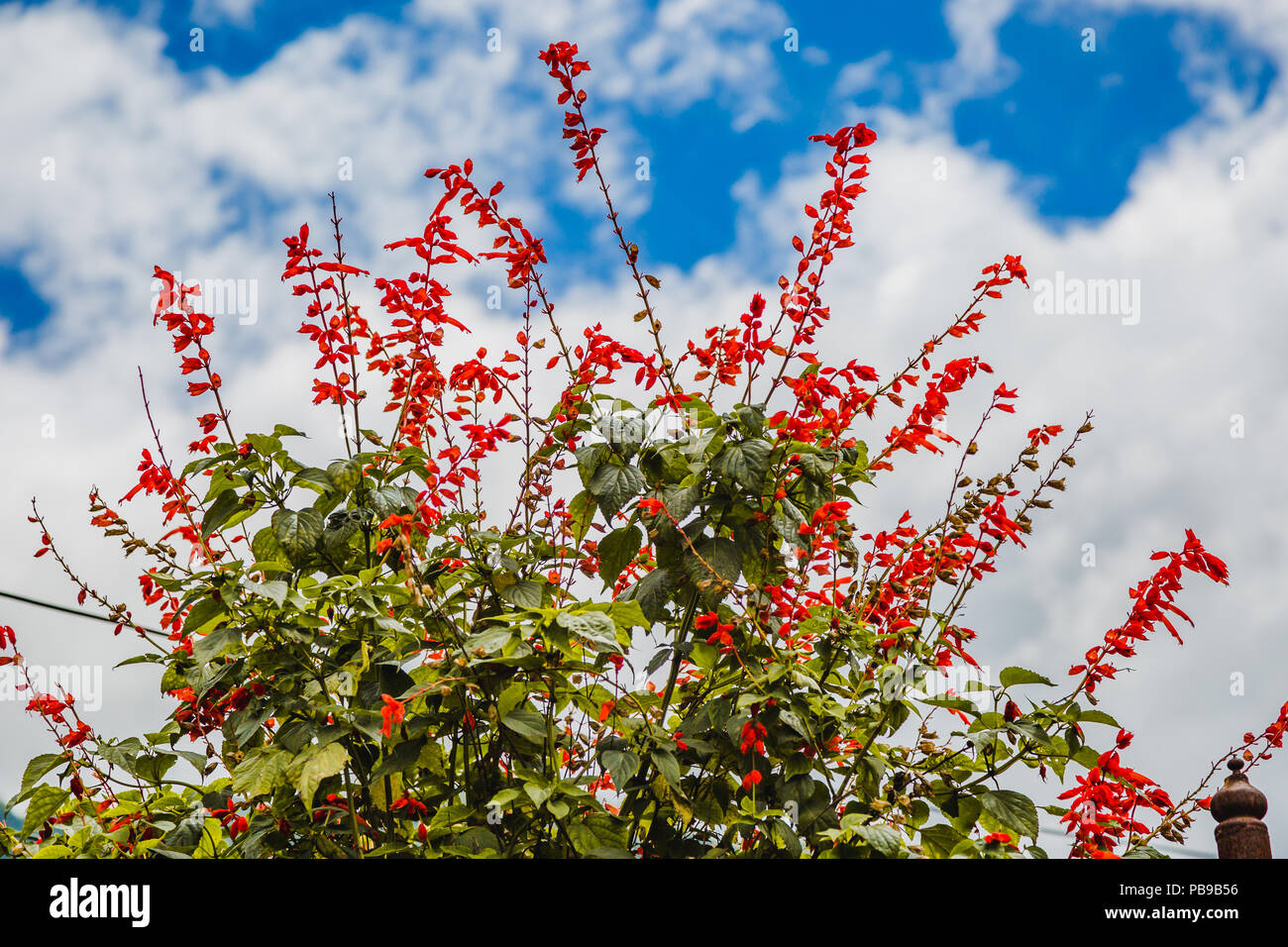Abstract natural nature Red flowers background spring and summer from ...