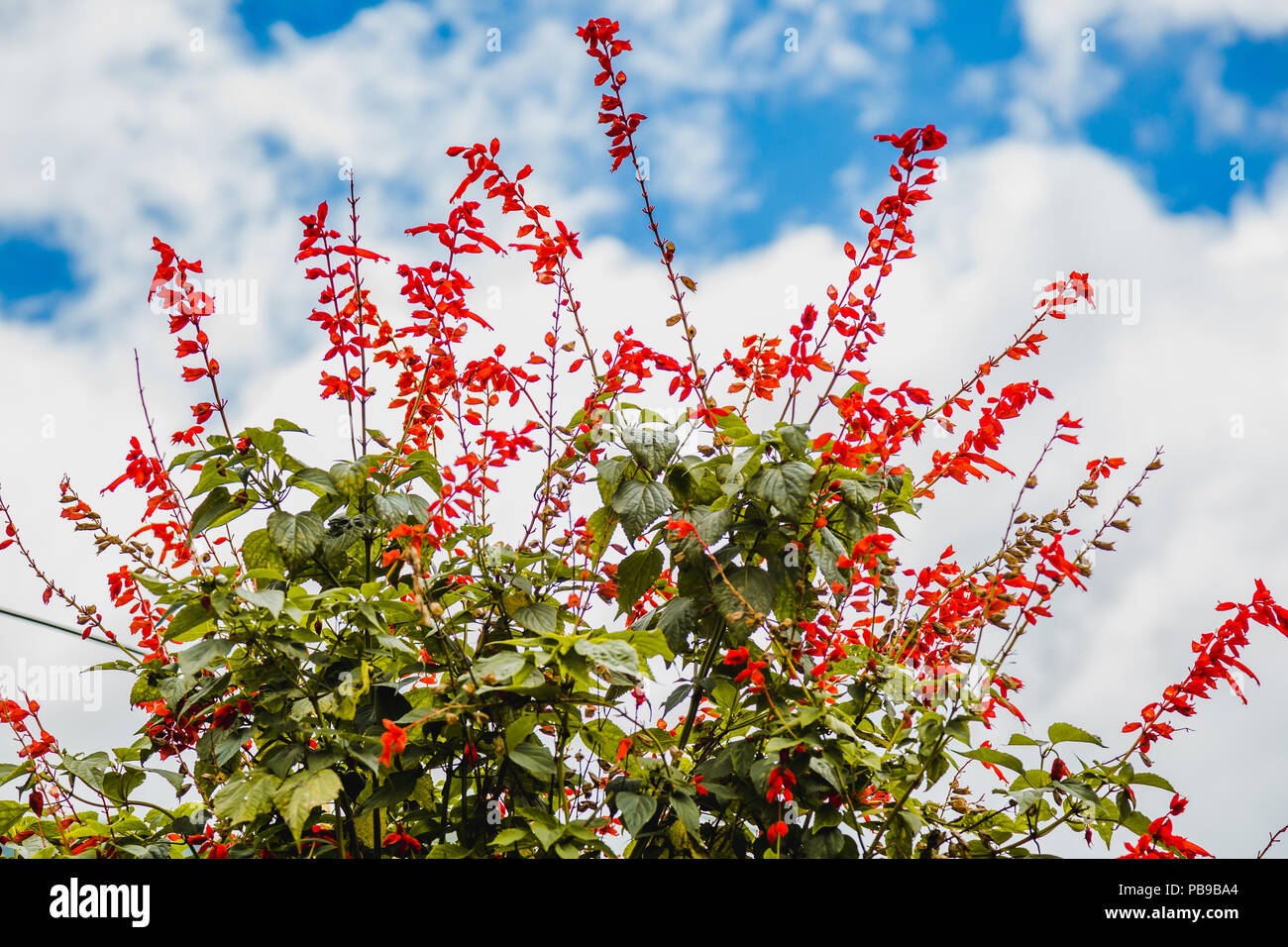 Abstract natural nature Red flowers background spring and summer from ...